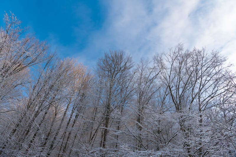 Rime on Deciduous Trees in Winter Forest Skyward Blue Sky Stock Image ...