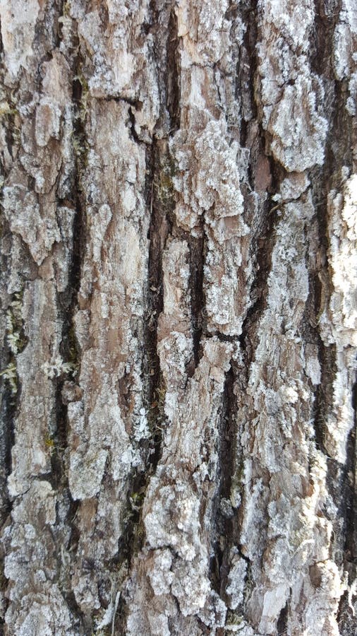 Rime, Frost, Ice on the Bark Tree Texture Stock Image - Image of design ...