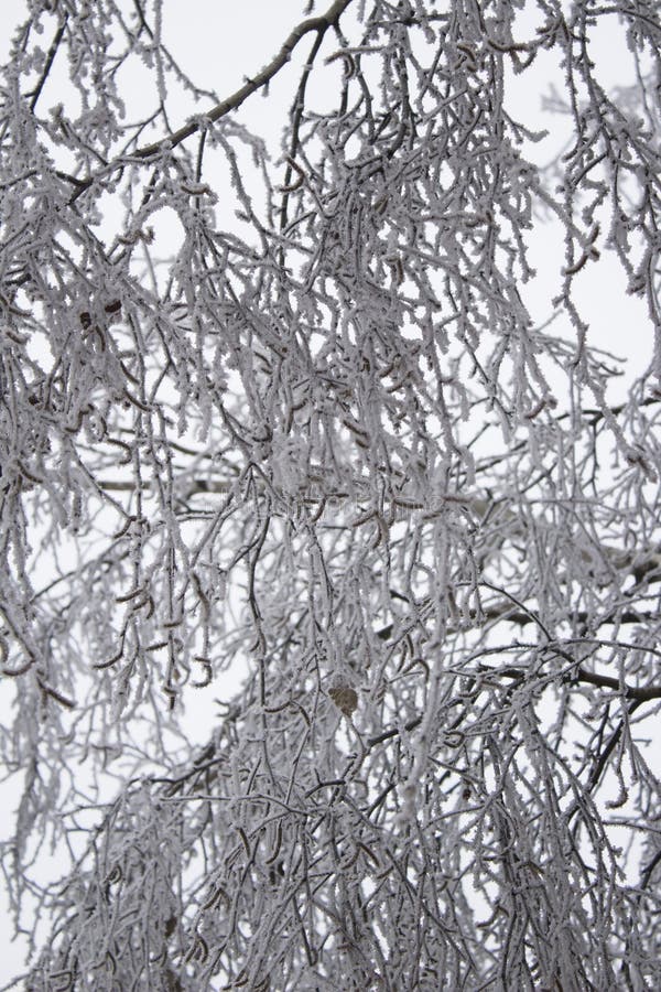 Rime Ice Formed on Branches and Twigs in the Forest Stock Photo - Image ...