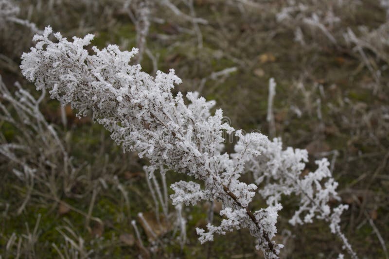 Rime Ice Formed on Branches and Twigs in the Forest Stock Image - Image ...