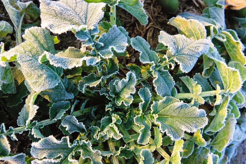 Radish stock image. Image of stipe, greenstuff, radish - 22182693