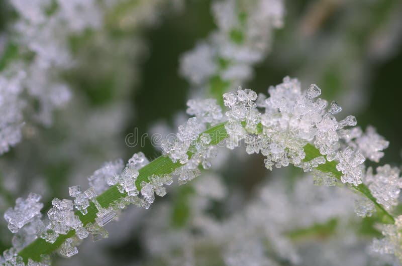 Rime and Snowflake on Grass. Stock Image - Image of closeup, frosty ...