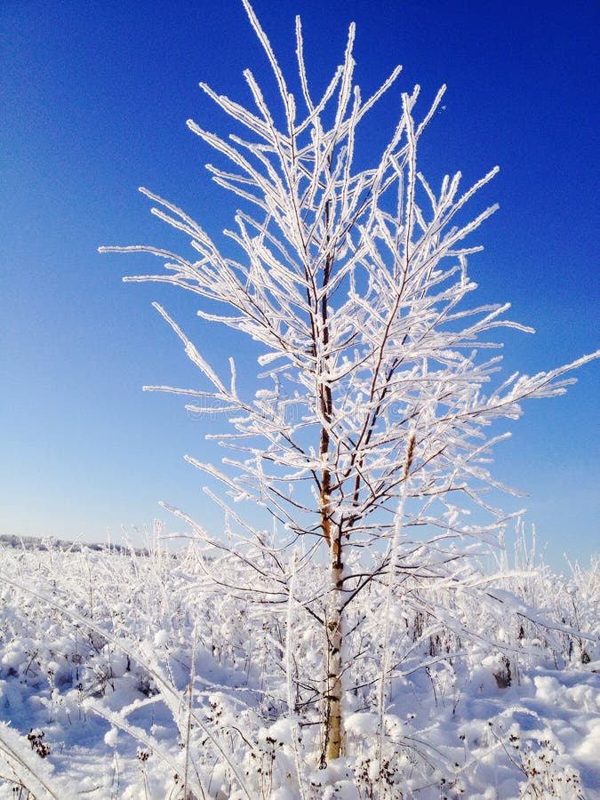 Rime on tree stock image. Image of tree, nature, blue - 64165683