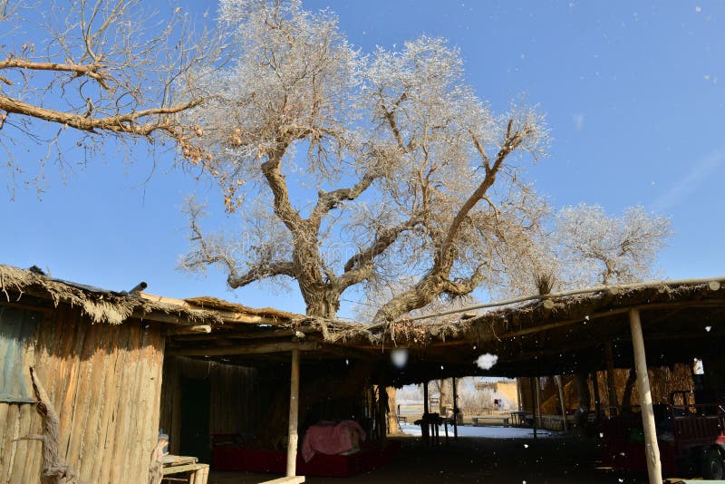 The rime tree stock image. Image of xinjiang, scenery - 49301031