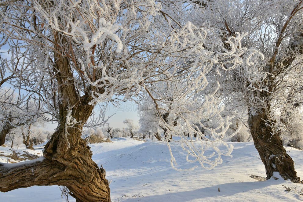 The rime tree stock photo. Image of snowfield, crystallization - 49301060