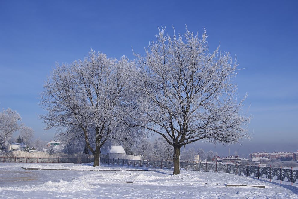 Rime trees in Park stock image. Image of fine, winter - 1847399