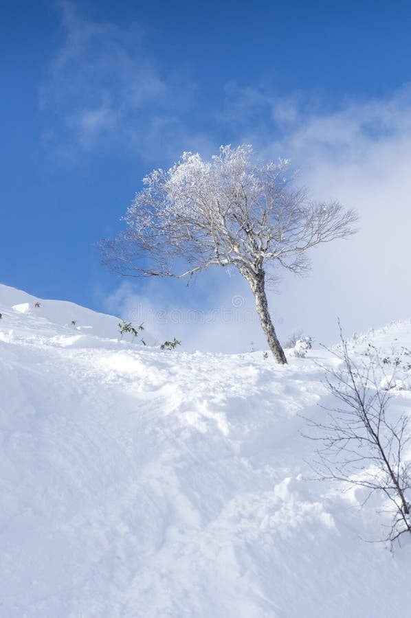 Rime stock image. Image of mountain, plant, japan, rime - 68195979