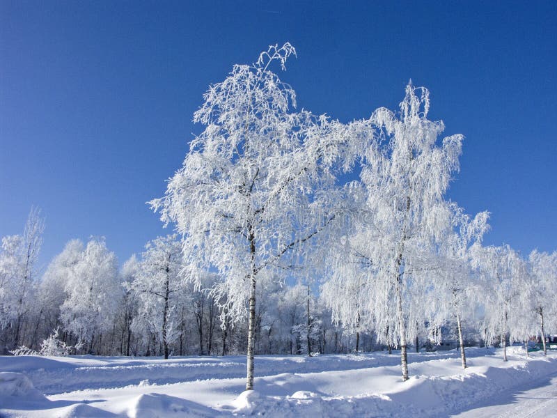 Rime Trees in Upper Bavaria Stock Photo - Image of rime, cold: 105364484