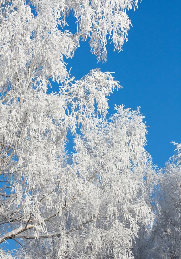 Rimed branches of trees stock image. Image of christmas - 29580859