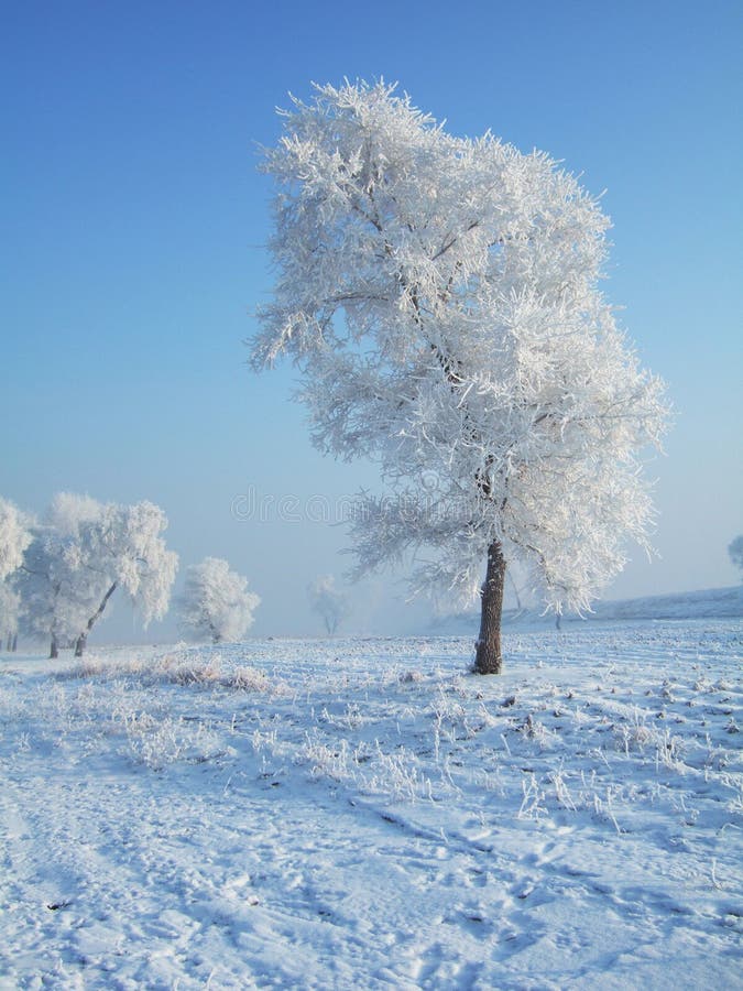 Rimed Tree stock image. Image of winter, island, cloud - 3525859