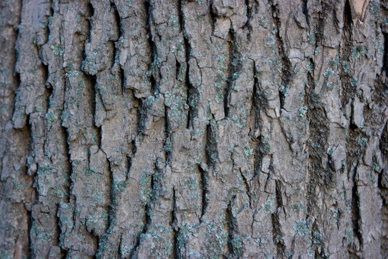 Rind stock image. Image of rind, tree, outside, botanic - 6936571