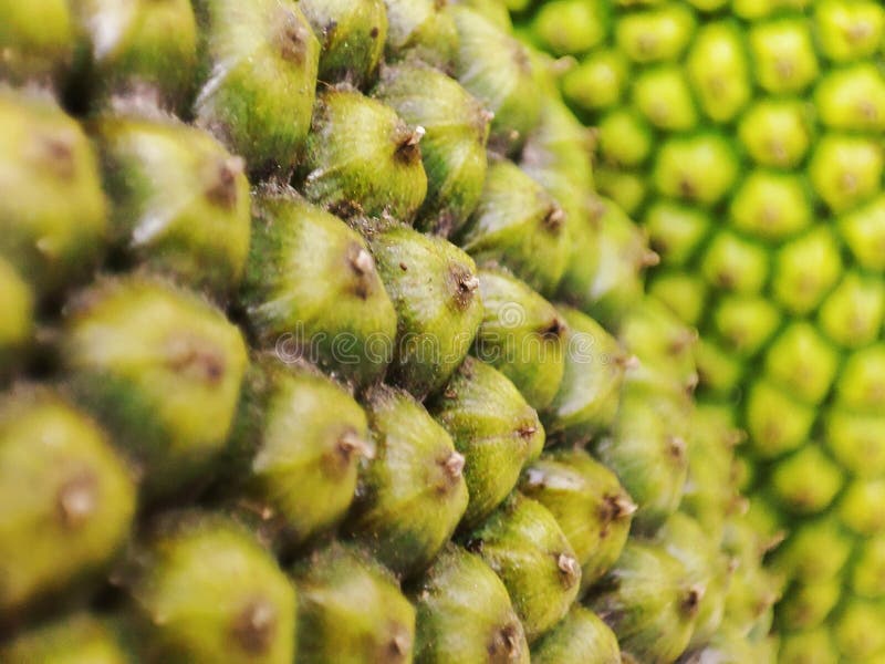 Rind of jackfruit. stock photo. Image of rough, trees - 366185798