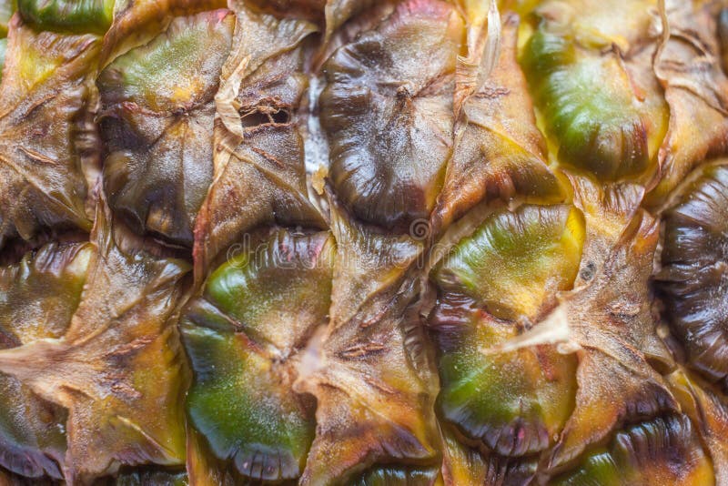 Rind from the Pineapple Texture Exotic Fruit Stock Photo - Image of ...