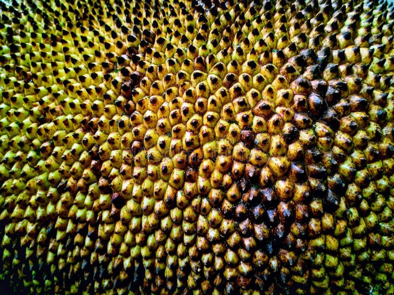 Texture of a Large Jackfruit Stock Image - Image of sweet, organic ...