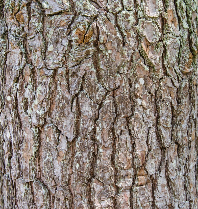 Rind stock image. Image of rind, design, closeup, trunk - 31748907