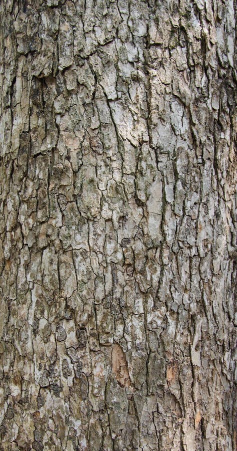 Rind stock photo. Image of rind, rough, detail, natural - 31748930
