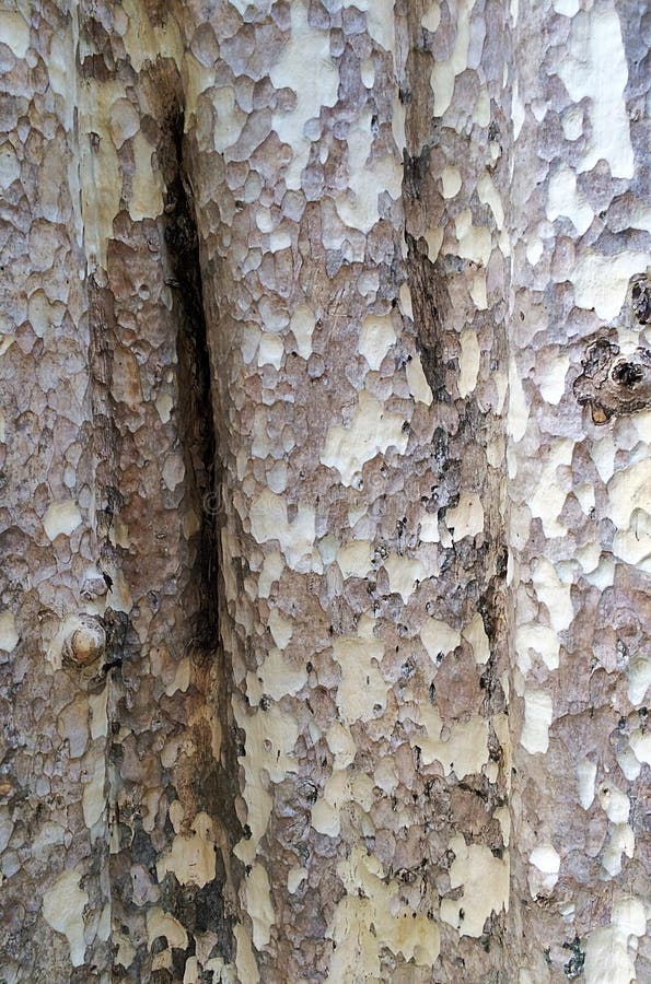 Rind stock image. Image of thailand, tree, summer, rind - 70087825