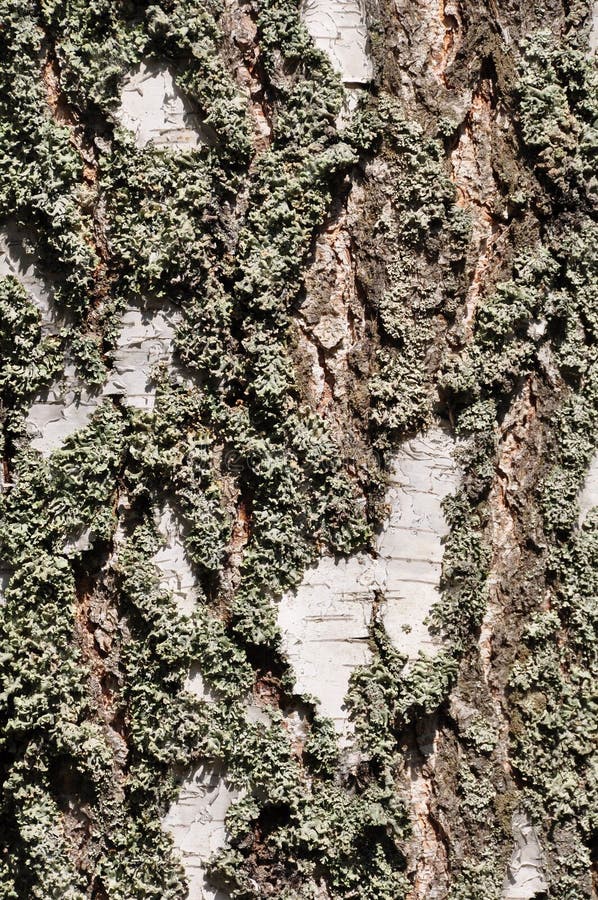 Rinde-Birke stockbild. Bild von rauh, umgebung, nave - 10391989
