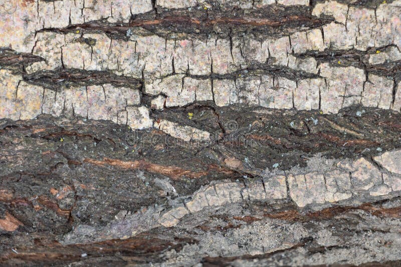 Rinde an Den Details : Eine Makroaufnahme Der Baumrinde-Textur ...