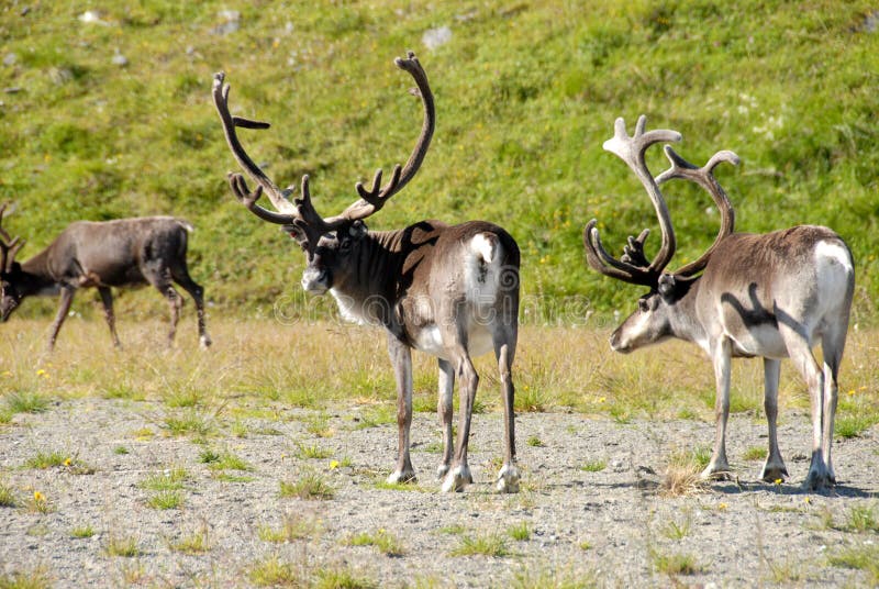 North cape stock image. Image of rock, nordkapp, cliff - 13380051