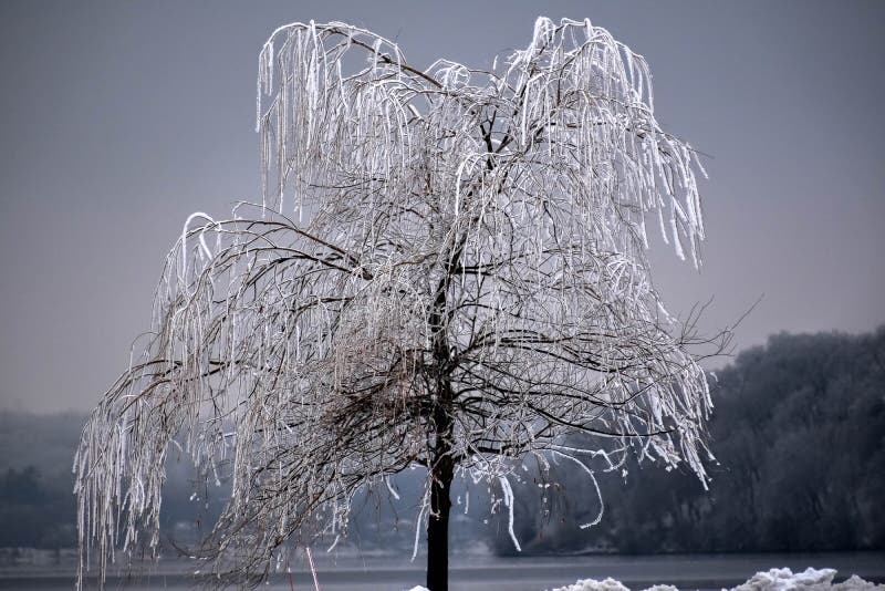 Snowy Willow Tree Night