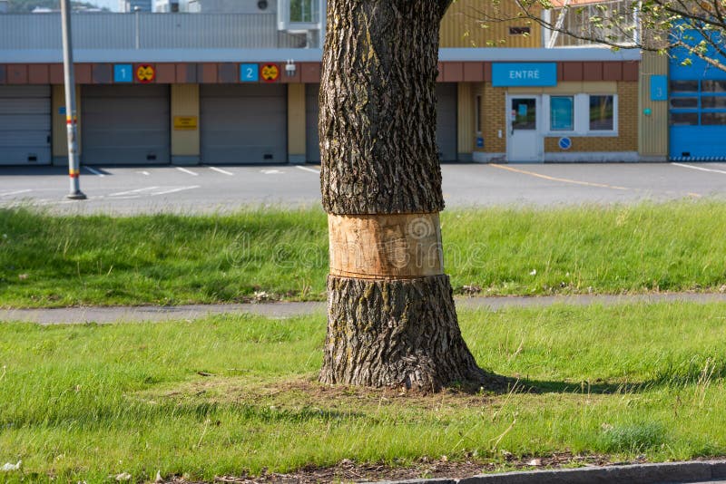 A Ring Barked Tree by a Road.. Editorial Stock Image - Image of brown ...