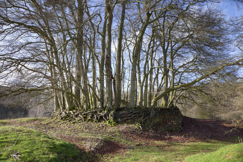 Ring of Beech trees stock image. Image of fairytale, europe - 35288577