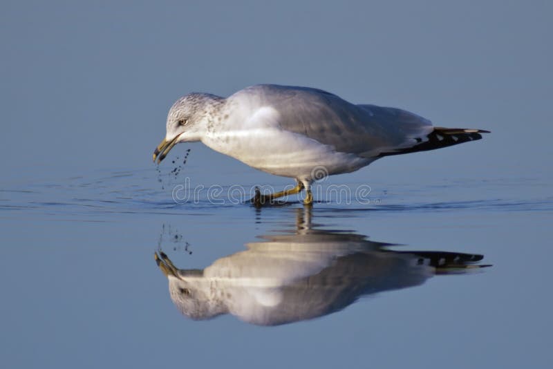 Red-billed Gull stock photo. Image of coastal, gulls - 134009646