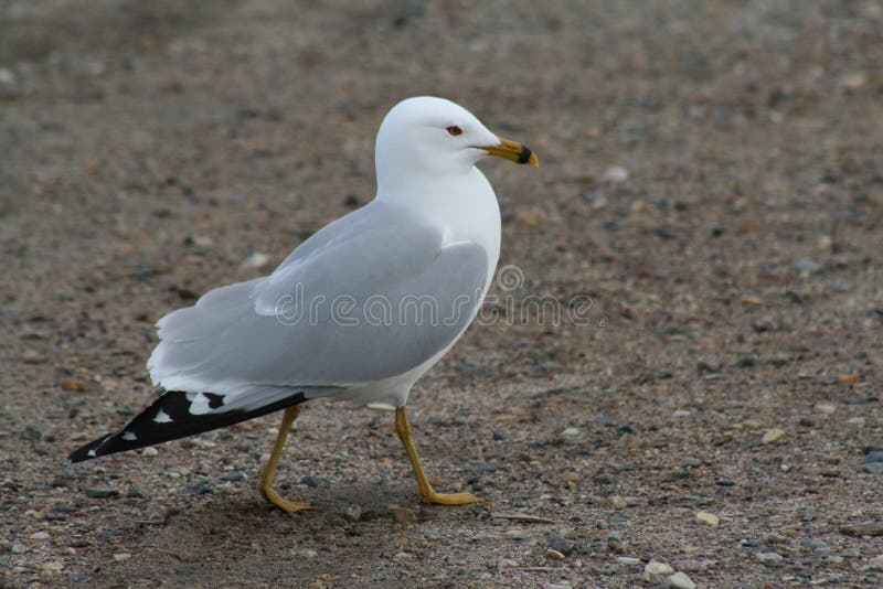 Red-billed Gull stock photo. Image of coastal, gulls - 134009646