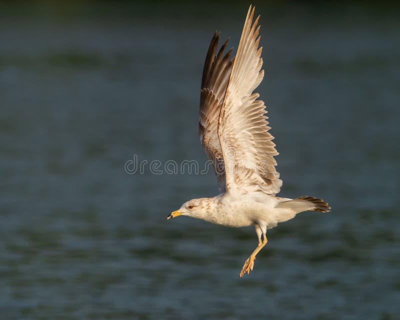 Ring-billed Gull stock photo. Image of cape, birding - 278136672