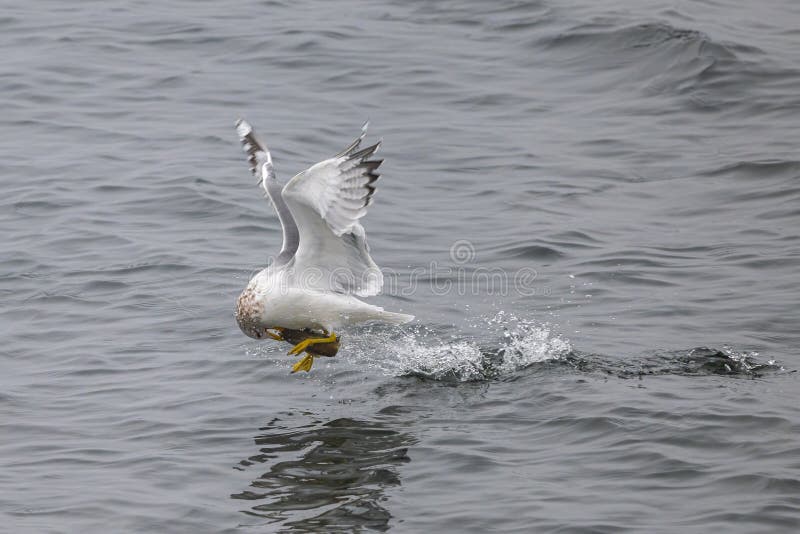 Ring-billed Gull Catching Fish Stock Image - Image of coeur, nerka ...