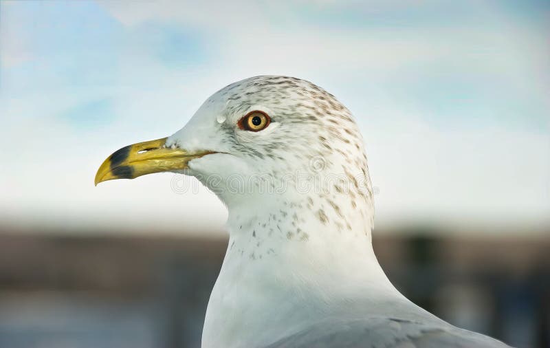 Ring-billed Gull Portrait CU Stock Image - Image of perspective, depth ...