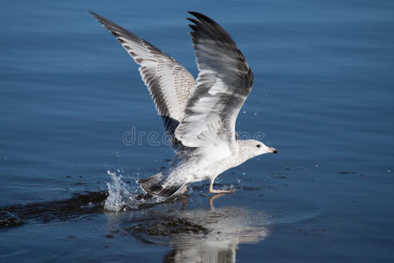 Wings Prearranging Stock Photos - Free & Royalty-Free Stock Photos from ...