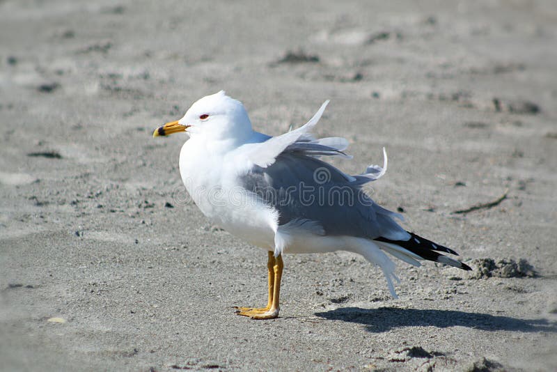 The Ring-billed Gull on Sand on Beach Stock Image - Image of coast ...