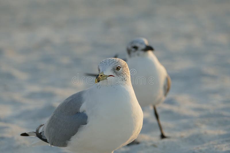 Ring Billed Gull Sandy Beach at Sunset Stock Photo - Image of stroll ...