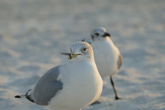 Ring Billed Gull Sandy Beach at Sunset Stock Photo - Image of stroll ...