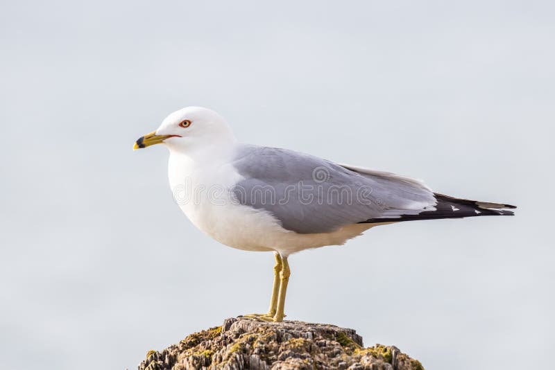 A Ring-Billed Gull Sitting on a Post Stock Photo - Image of natural ...