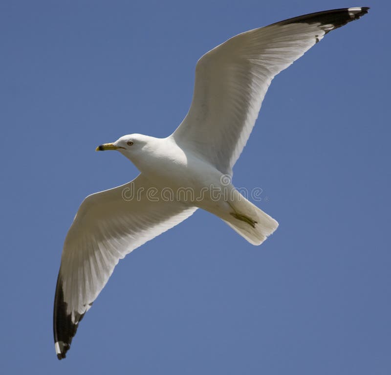 Ring Billed Gull Curiously Looking at His Reflection Stock Image ...