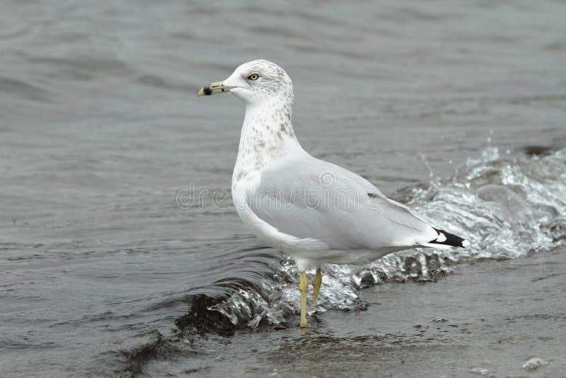 Red-billed Gull stock photo. Image of coastal, gulls - 134009646