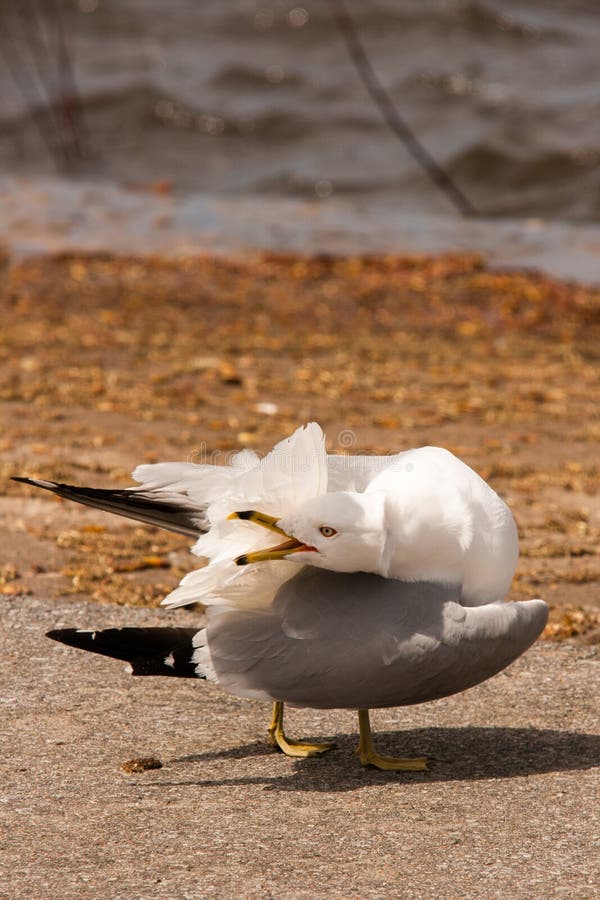 Ring-billed seagull stock photo. Image of dance, life - 71385784
