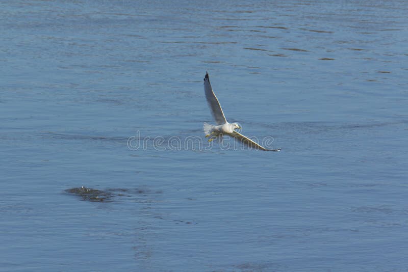 Ring-billed Seagull Fishing Stock Image - Image of outdoor, maryland ...