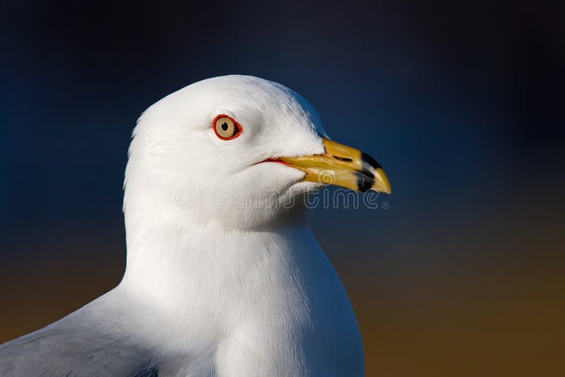 Ring-billed seagull stock photo. Image of bill, nature - 83188472