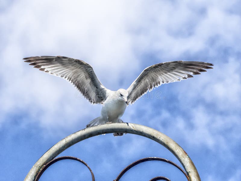 Ring-billed Seagull with Wings Open. Stock Photo - Image of grey ...