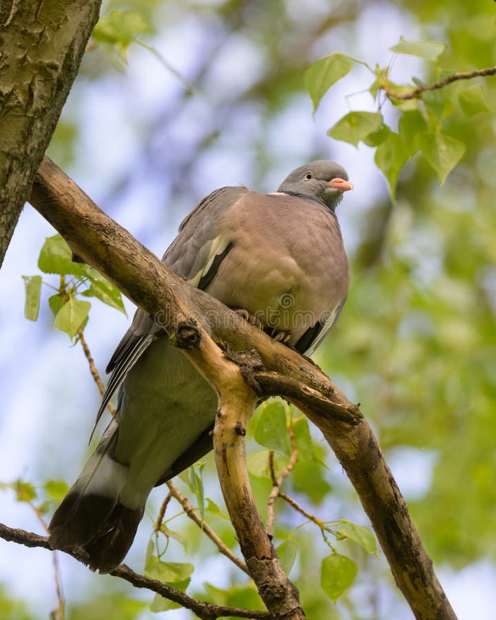 A Ring Dove Sitting on a Tree Stock Photo - Image of pure, gray: 246530386