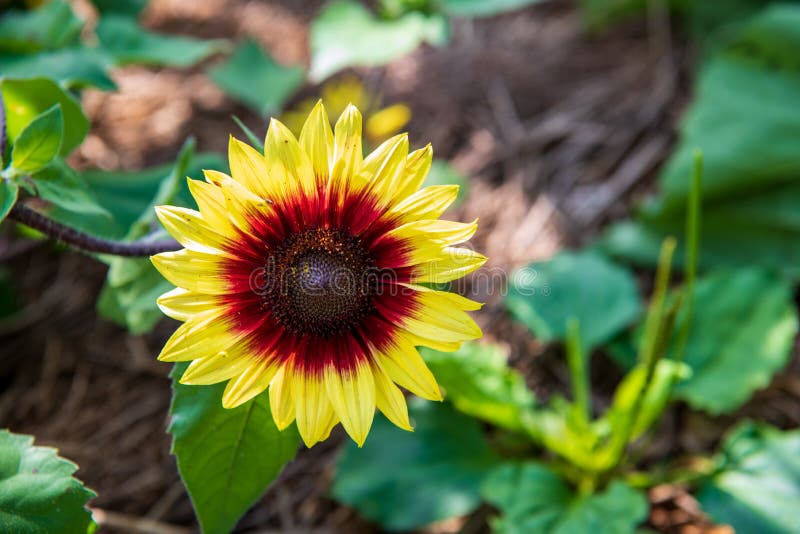 A Ring of Fire Sunflower Shown Up Close Stock Image - Image of ...