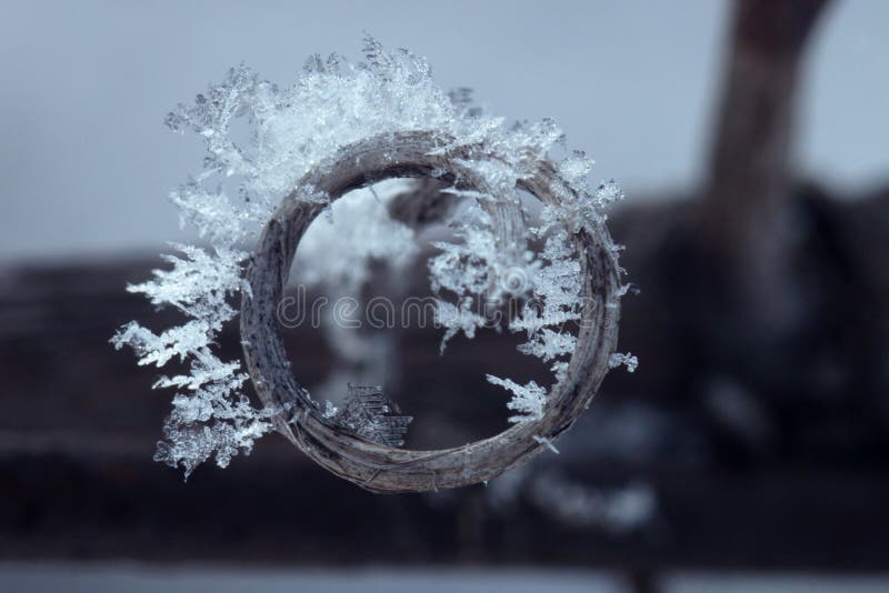 A Vine Ring Covered in Ice Crystals Stock Photo - Image of crystals ...