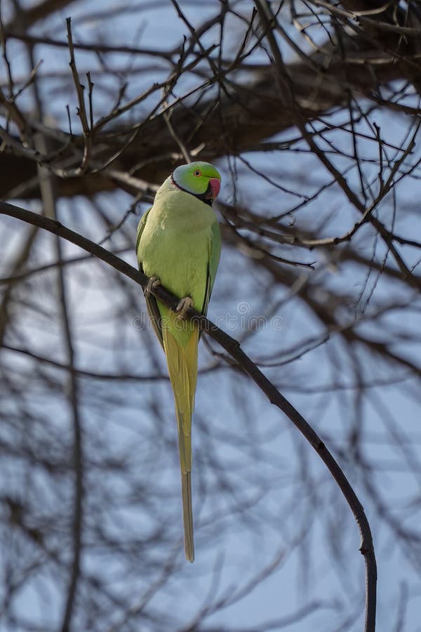 A Ring Neck Parakeet on a Tree Branch Stock Photo - Image of mimic ...