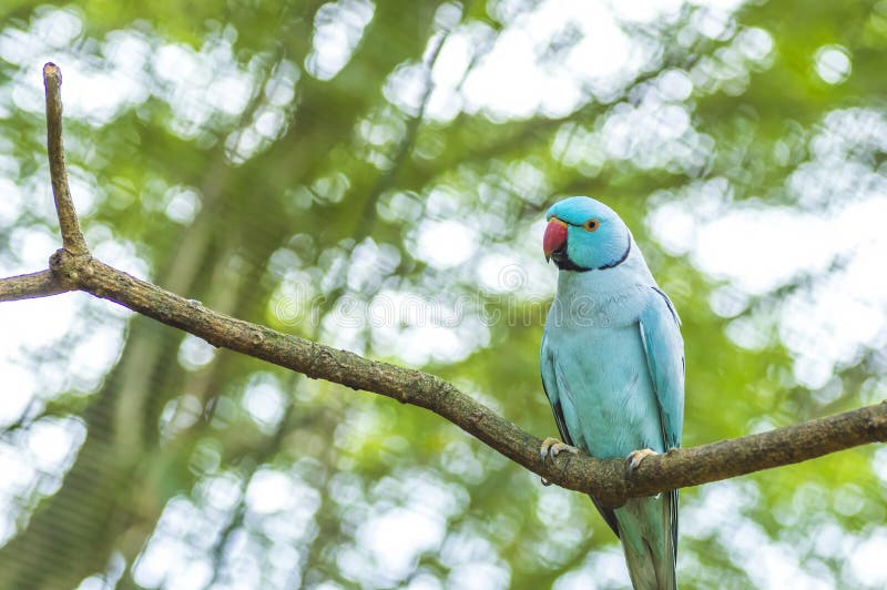 143 Blue Ring Neck Parrot Stock Photos - Free & Royalty-Free Stock ...