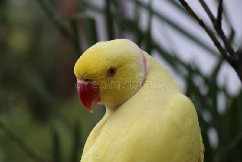 Ring Neck Parrot with Red-Bek Stock Afbeelding - Image of vogel ...