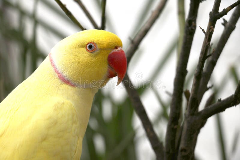 Ring Neck Parrot with Red-Bek Stock Afbeelding - Image of papegaaien ...